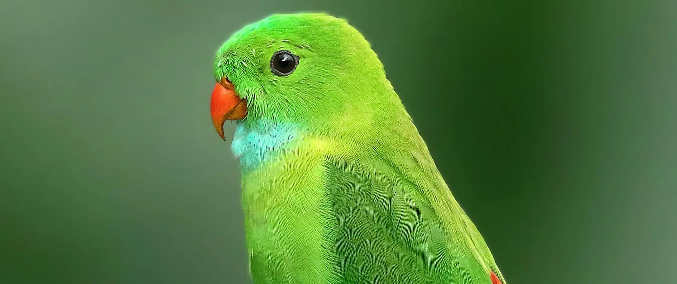 Unit 1 Lesson 1| Parrot's Tale| HSC English 1st Paper